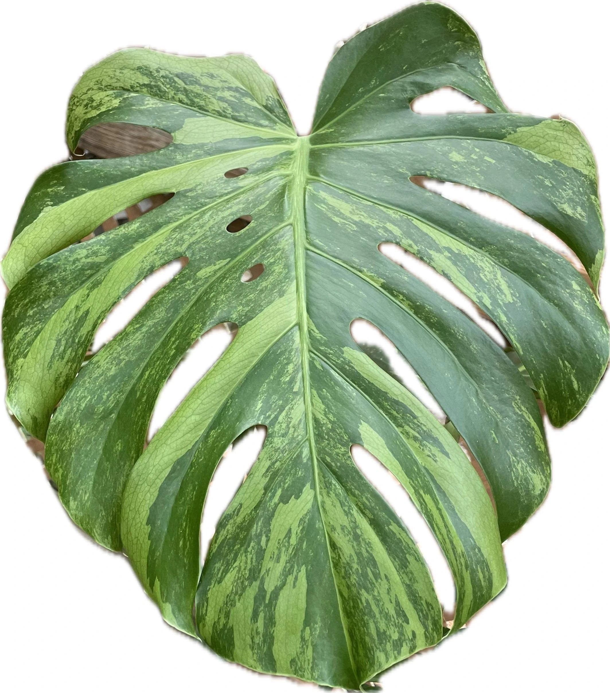 Monstera – Plants by Victoria Crystal