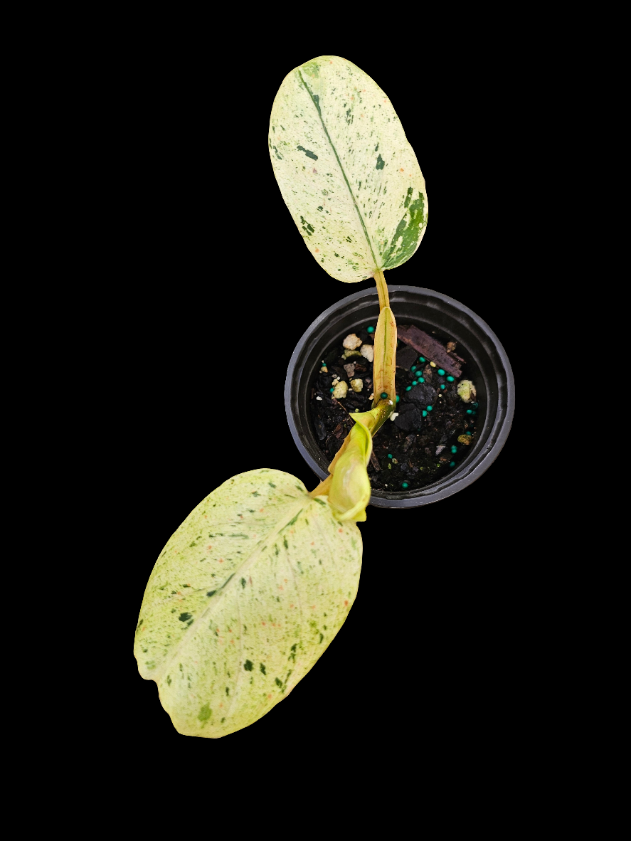 Philodendron Asian Whipple Way – Plants by Victoria Crystal